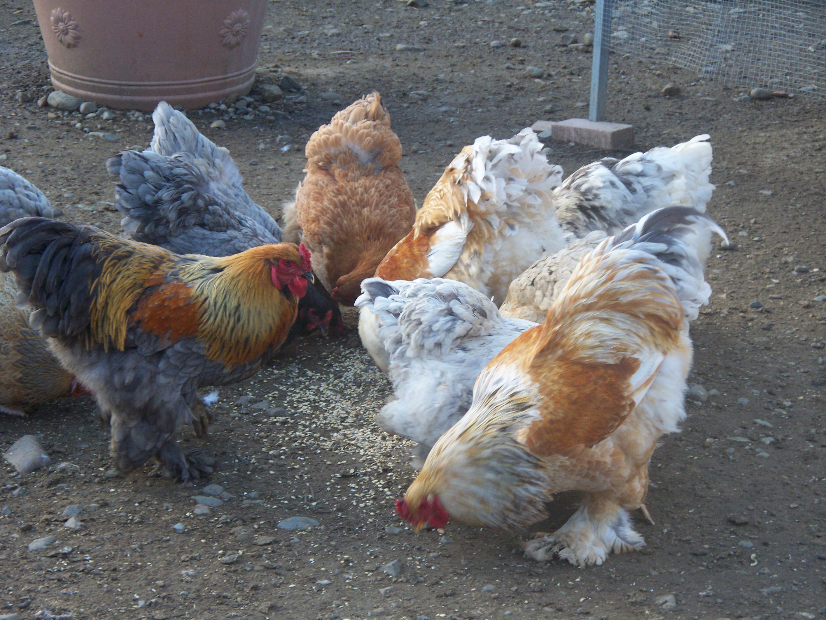 Chickens | Cyprus Pets & Animals