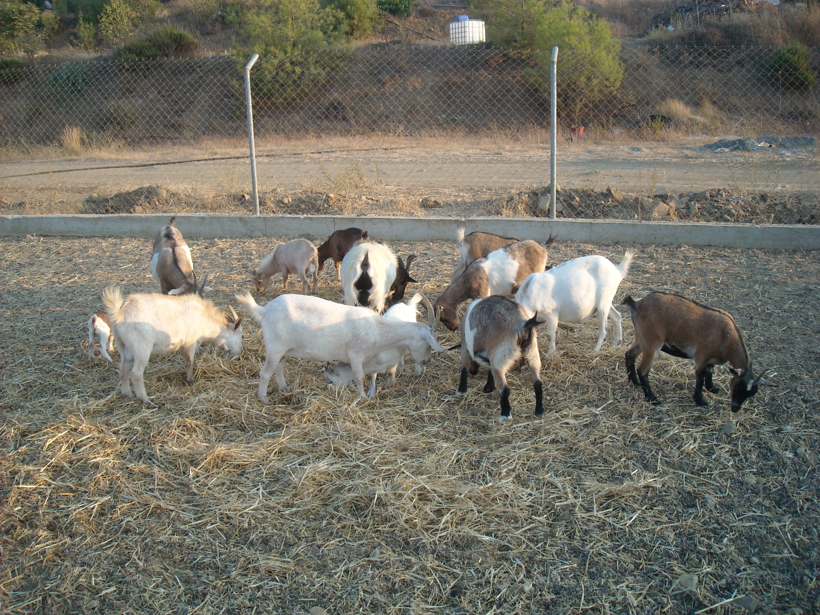 Pygmy Goats | Cyprus Pets & Animals